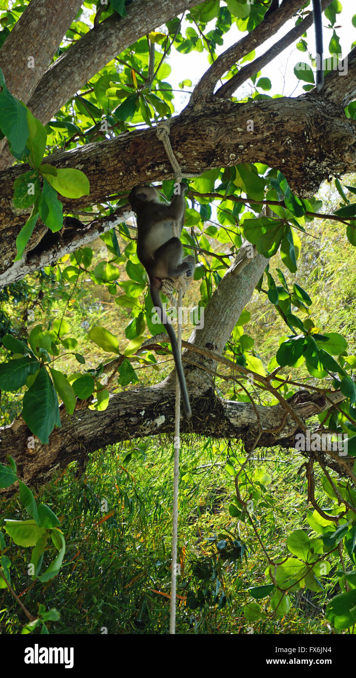 makake monkey on thai island poda Stock Photo - Alamy