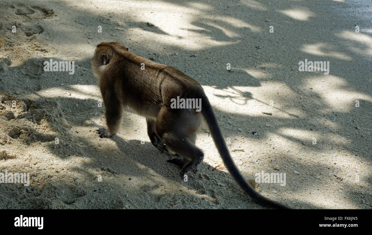 makake monkey on thai island poda Stock Photo - Alamy