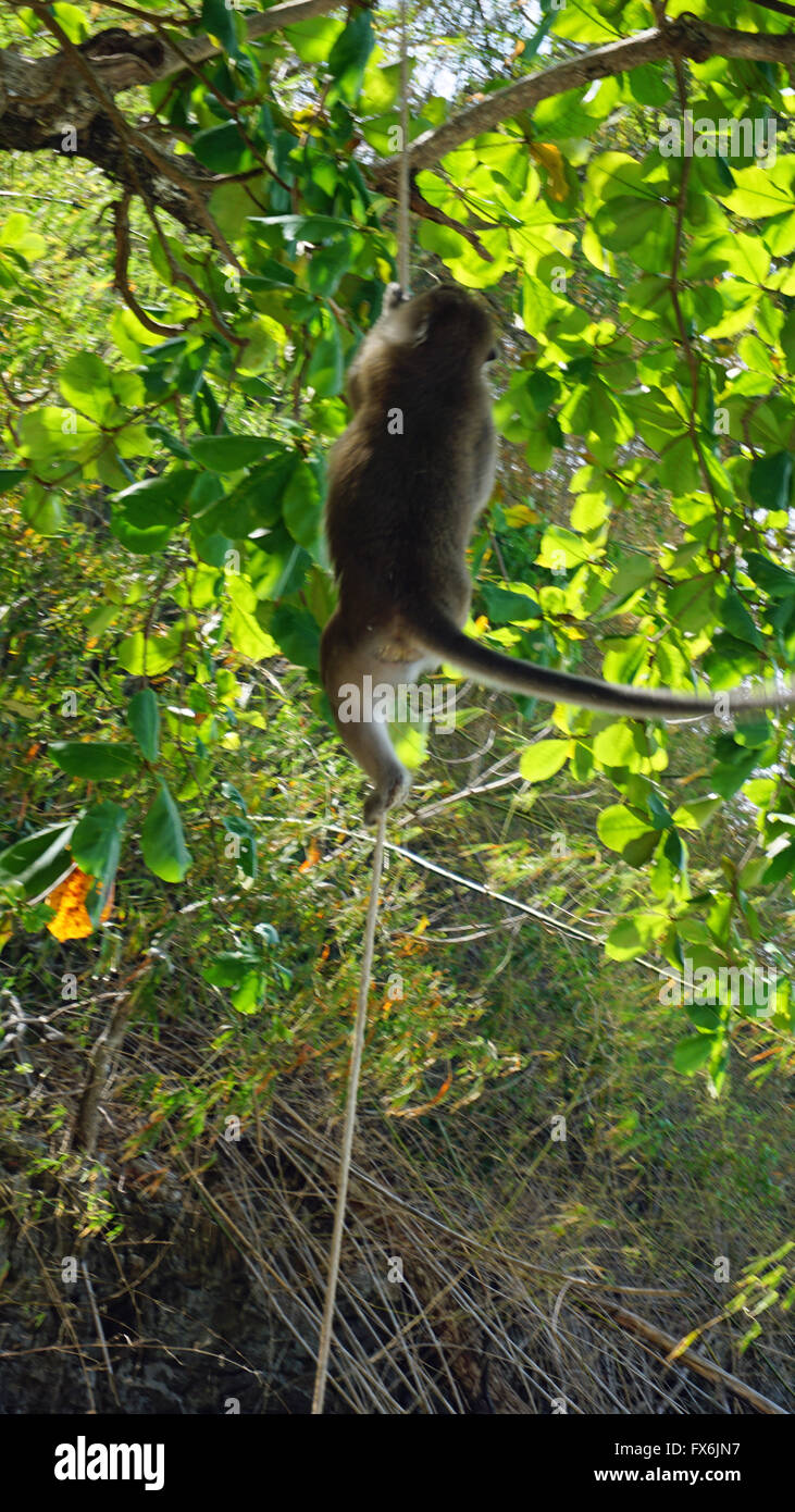 makake monkey on thai island poda Stock Photo - Alamy