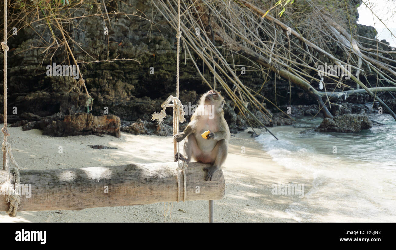 Makake monkey hi-res stock photography and images - Alamy