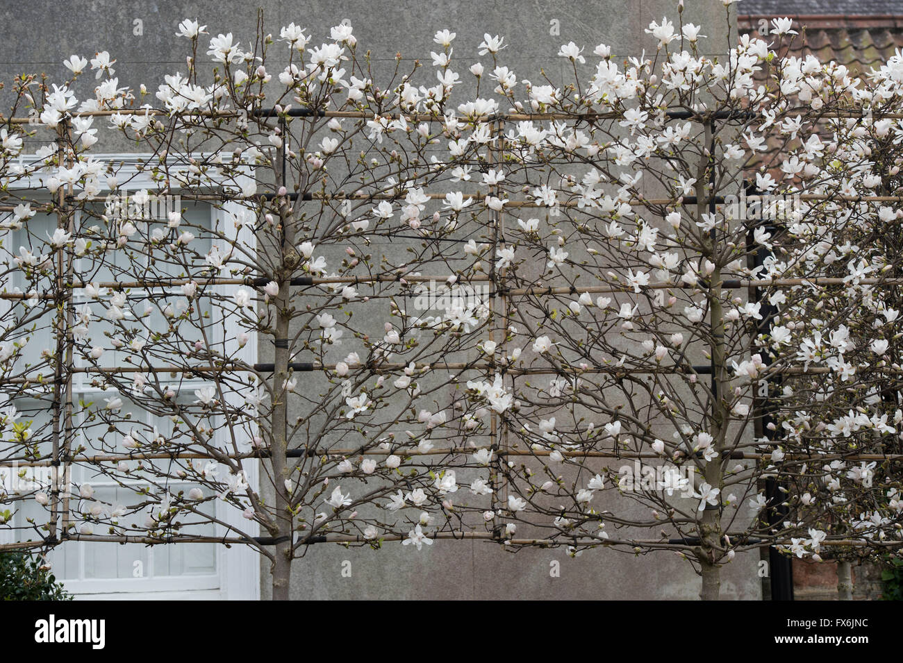 Magnolia espalier hi-res stock photography and images - Alamy