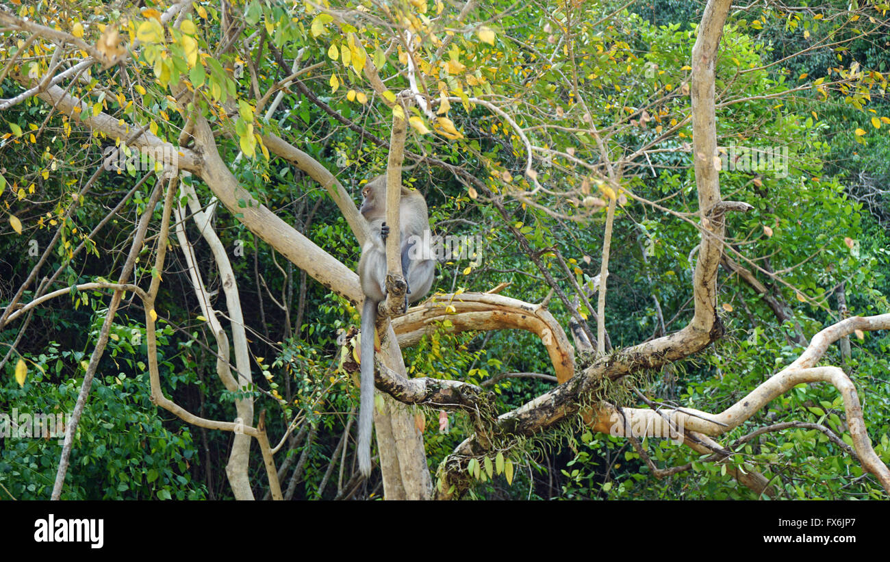 wild makake in tree in thailand Stock Photo - Alamy