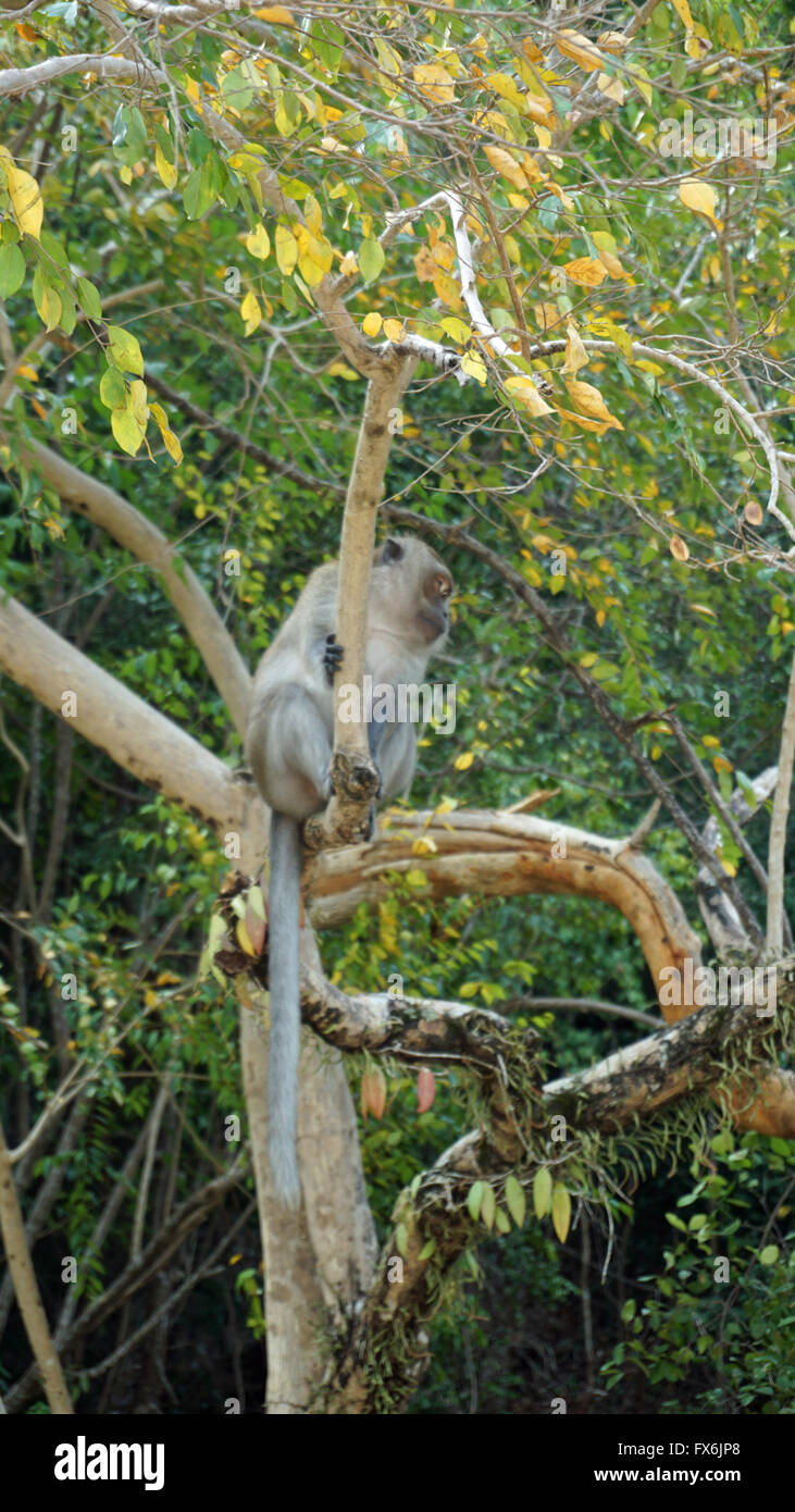 wild makake in tree in thailand Stock Photo - Alamy