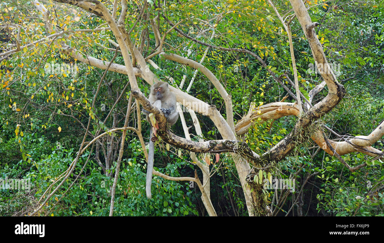 wild makake in tree in thailand Stock Photo - Alamy
