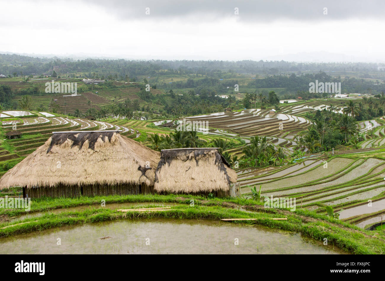 Terraced Rice Field Organic farming Stock Photo - Alamy