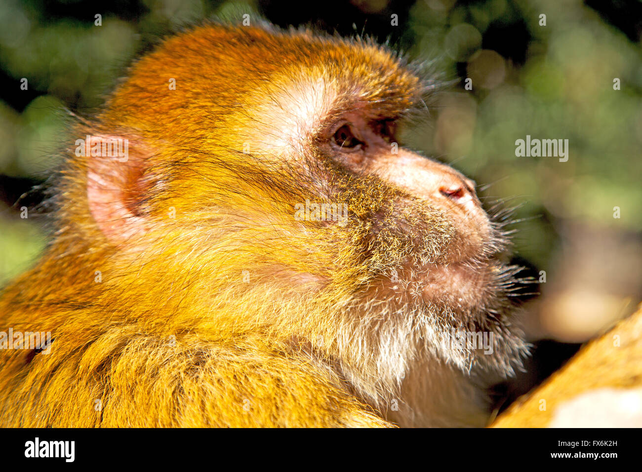 old monkey in africa morocco and natural background fauna close up ...