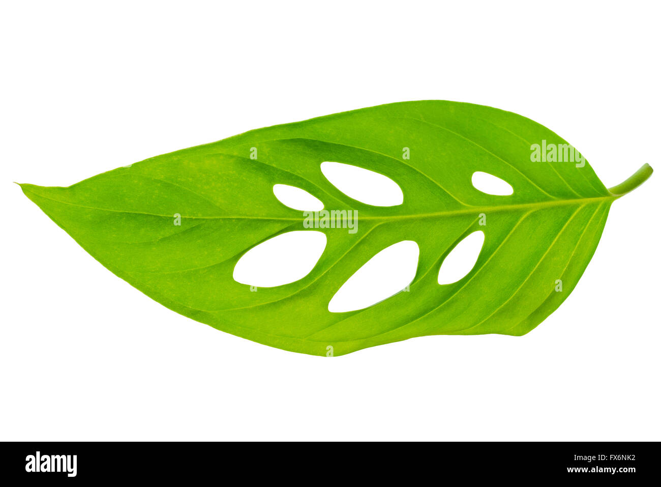 beautiful unusual green monstera (var. expilata) leaf is isolated on ...