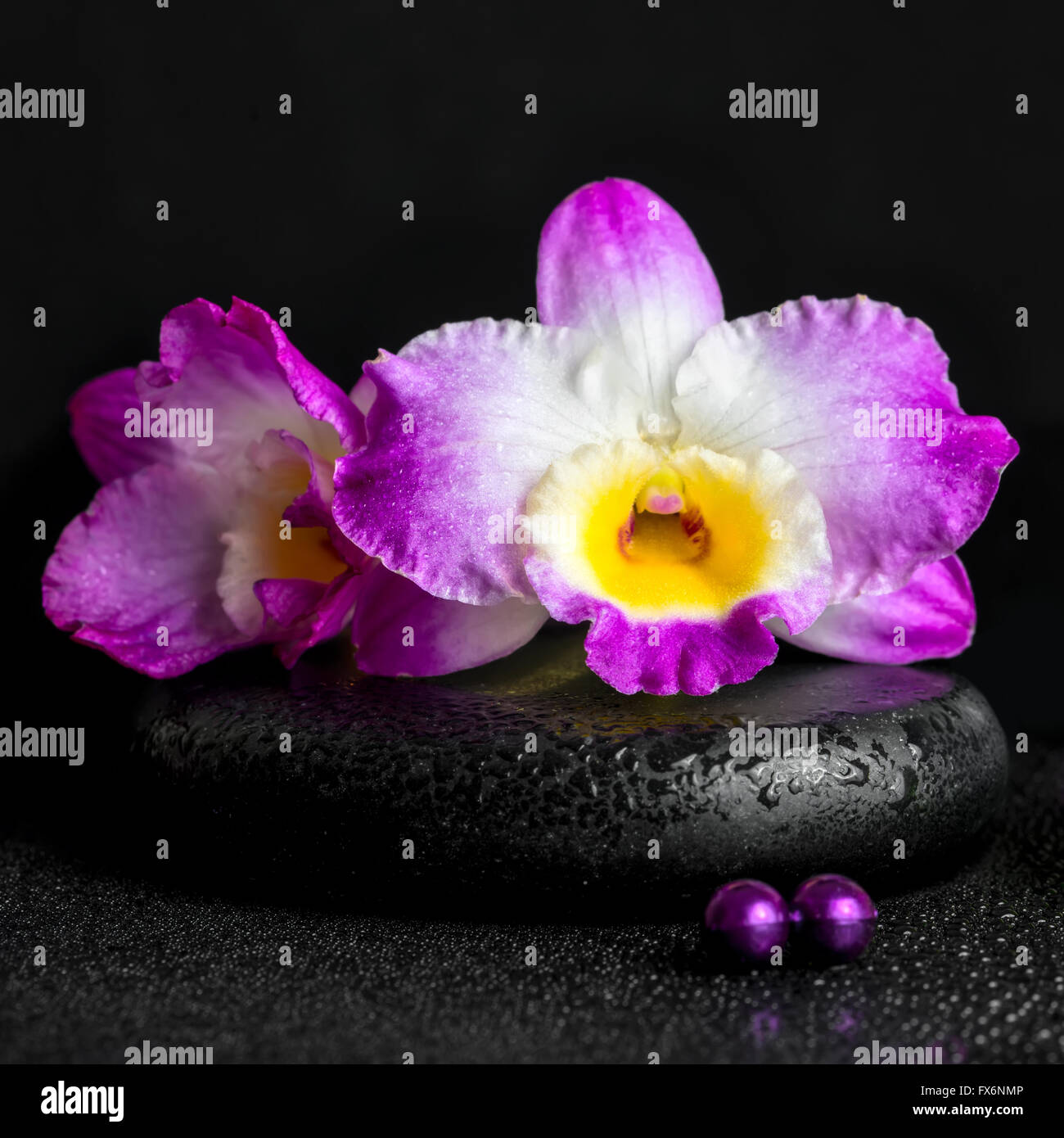 spa still life of purple orchid dendrobium with dew on black zen stone ...
