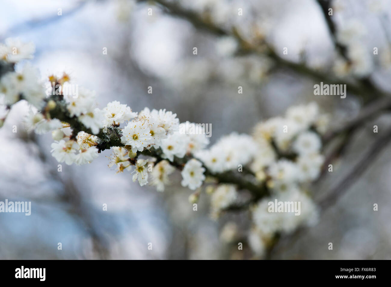 Prunus Spinosa Plena. Double flowered Blackthorn / Sloe tree blossom ...