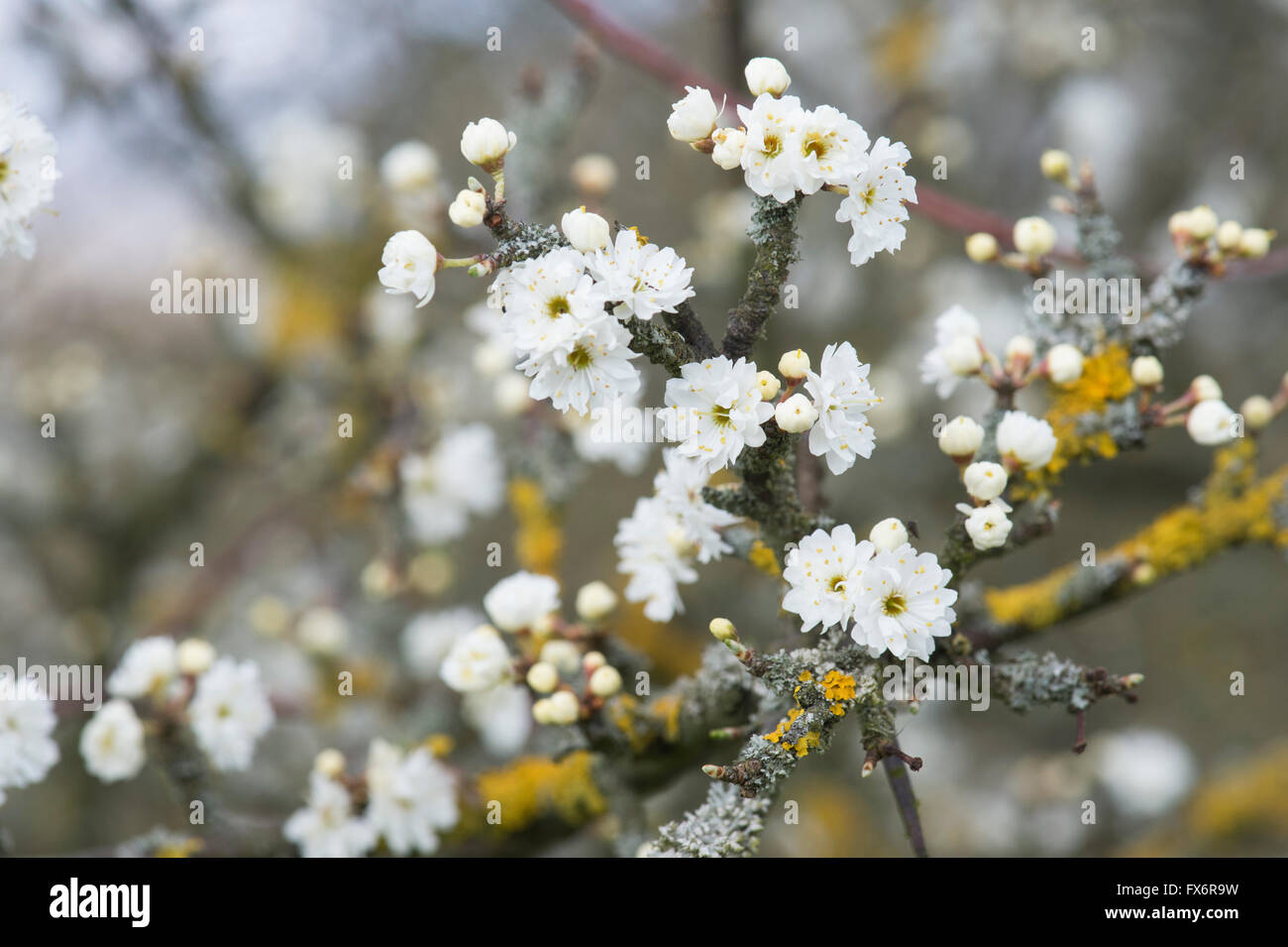 Prunus Spinosa Plena. Double flowered Blackthorn / Sloe tree blossom ...