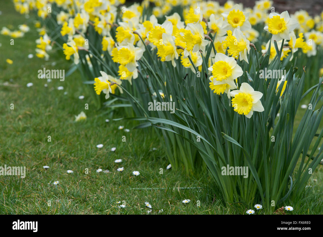 Somerset flora hi-res stock photography and images - Alamy