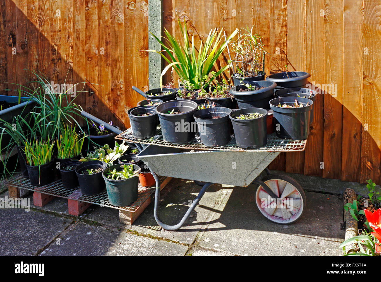 A wheelbarrow with potted plants in an urban back garden Stock Photo ...