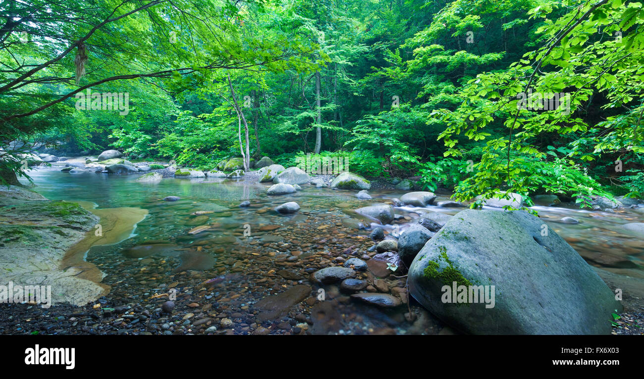 A clear stream flowing through natural forest in northern Akita ...