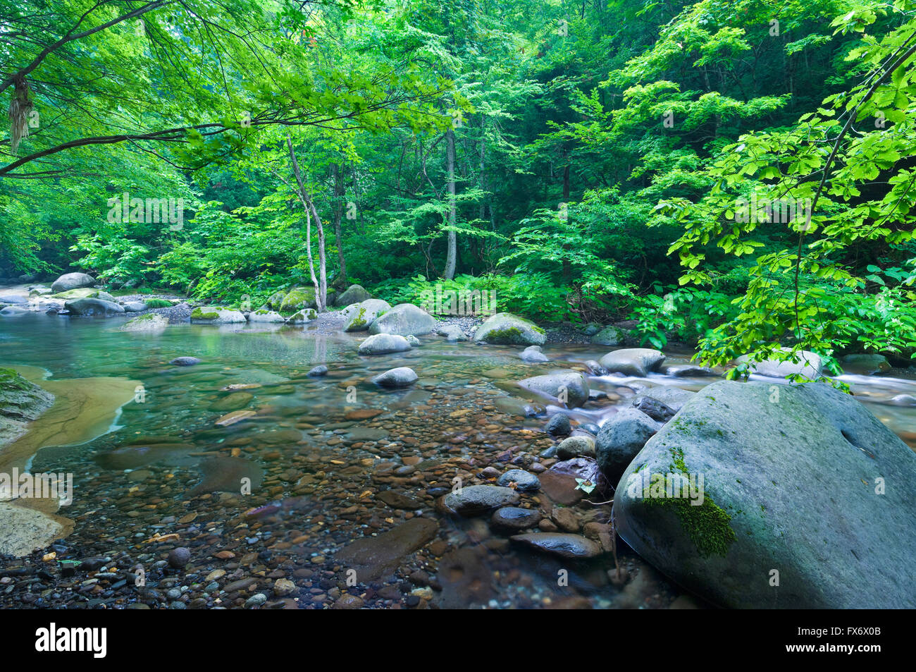 A clear stream flowing through natural forest in northern Akita ...