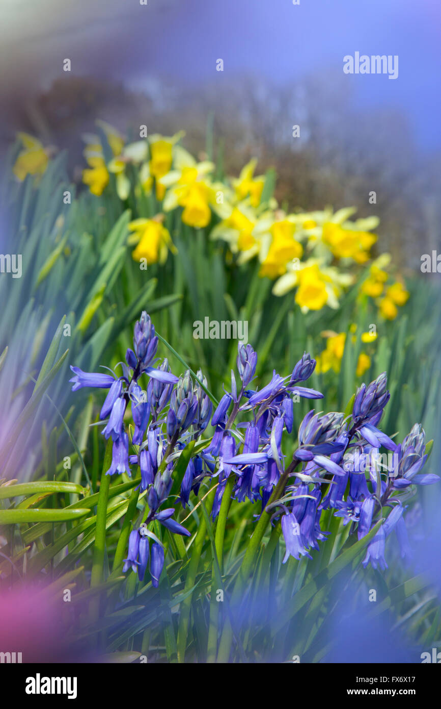 Bluebells and Daffodils in Spring Norfolk Stock Photo - Alamy