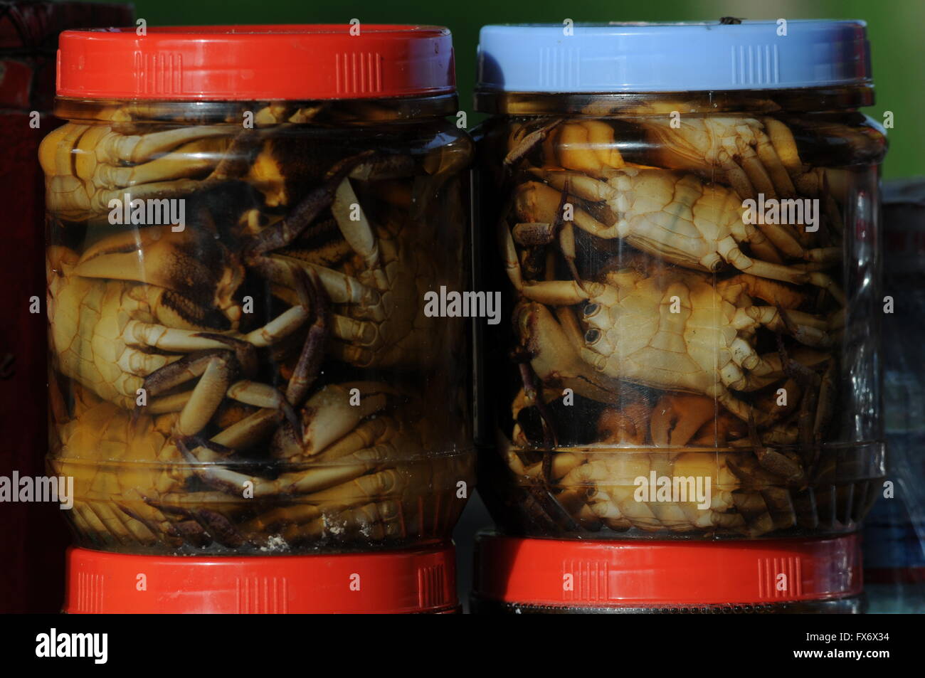 Pickled animals hi-res stock photography and images - Alamy