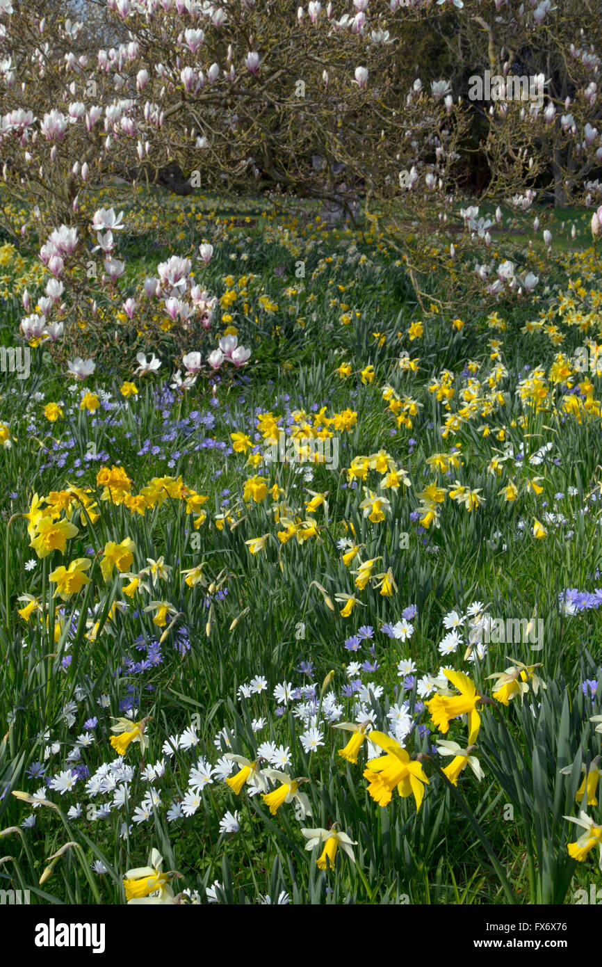 Anemone blanda white and blue with Daffodils and flowering Magnolia ...