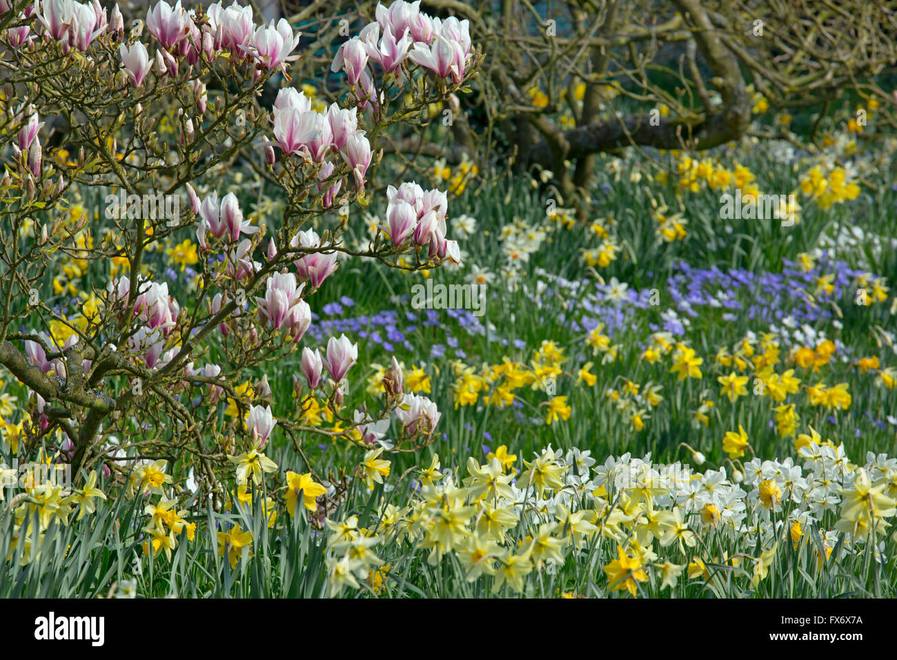 Anemone blanda white and blue with Daffodils and flowering Magnolia ...