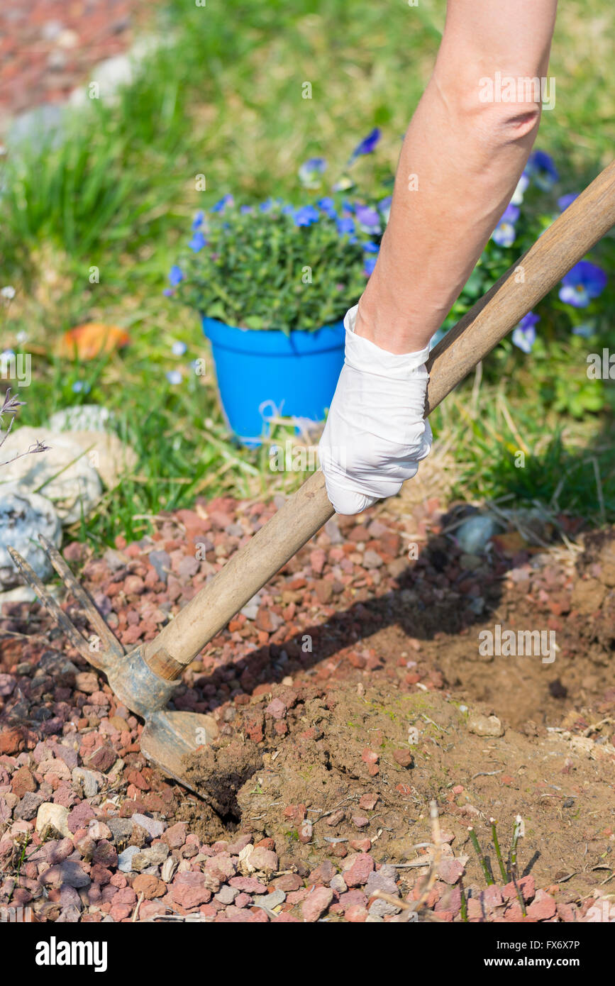Springtime home gardening, hoeing soil and planting flowers. Taking ...