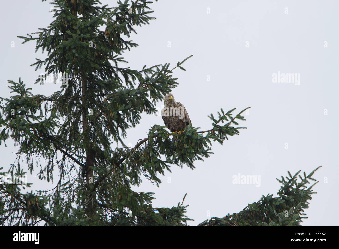 White Tailed Eagle On Tree High Resolution Stock Photography and Images ...