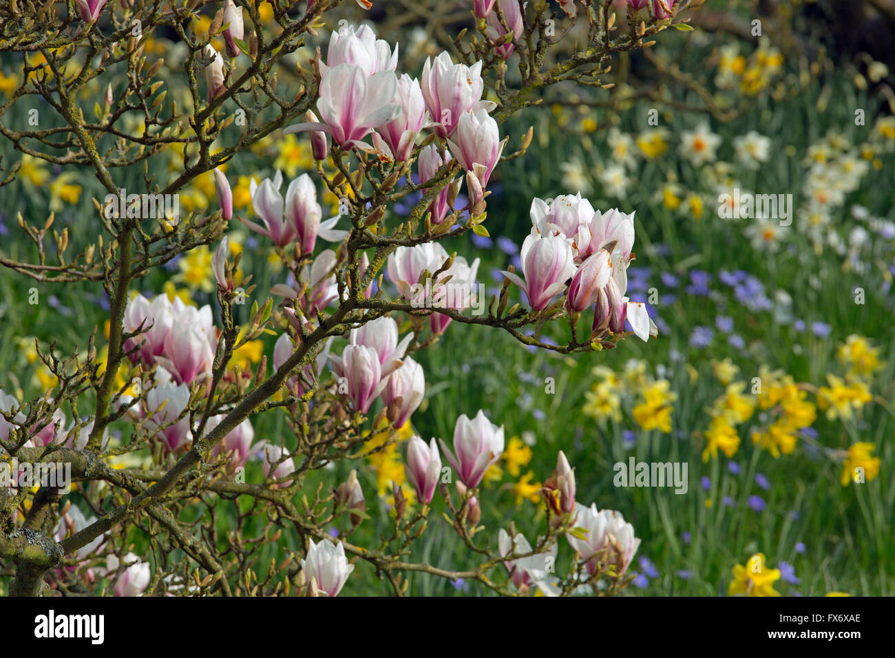 Anemone blanda white and blue with Daffodils and flowering Magnolia ...