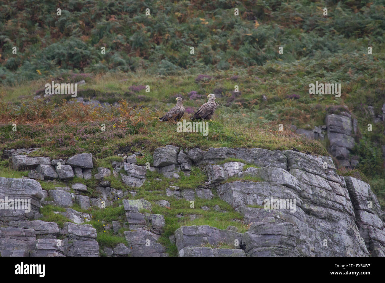 White tailed eagle mull pair hi-res stock photography and images - Alamy