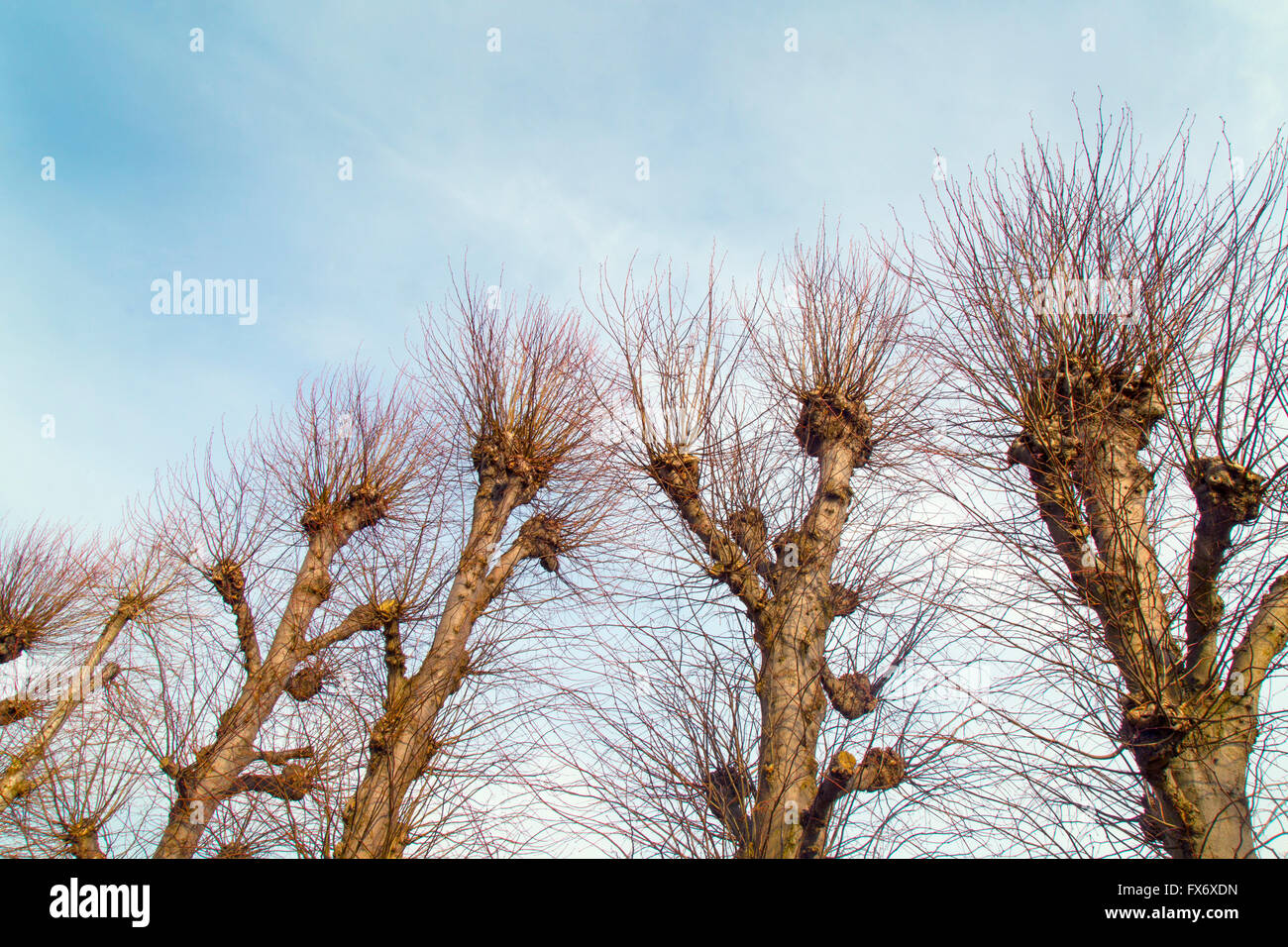 Common Lime Trees Tilia x europaea pollarded in early Spring against ...