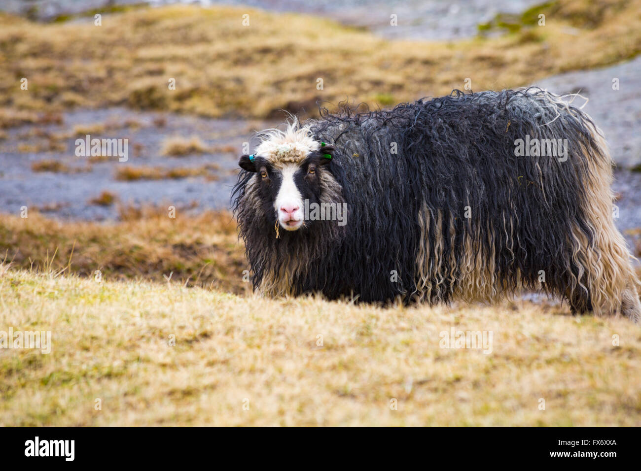 Faroe islands sheep hi-res stock photography and images - Alamy