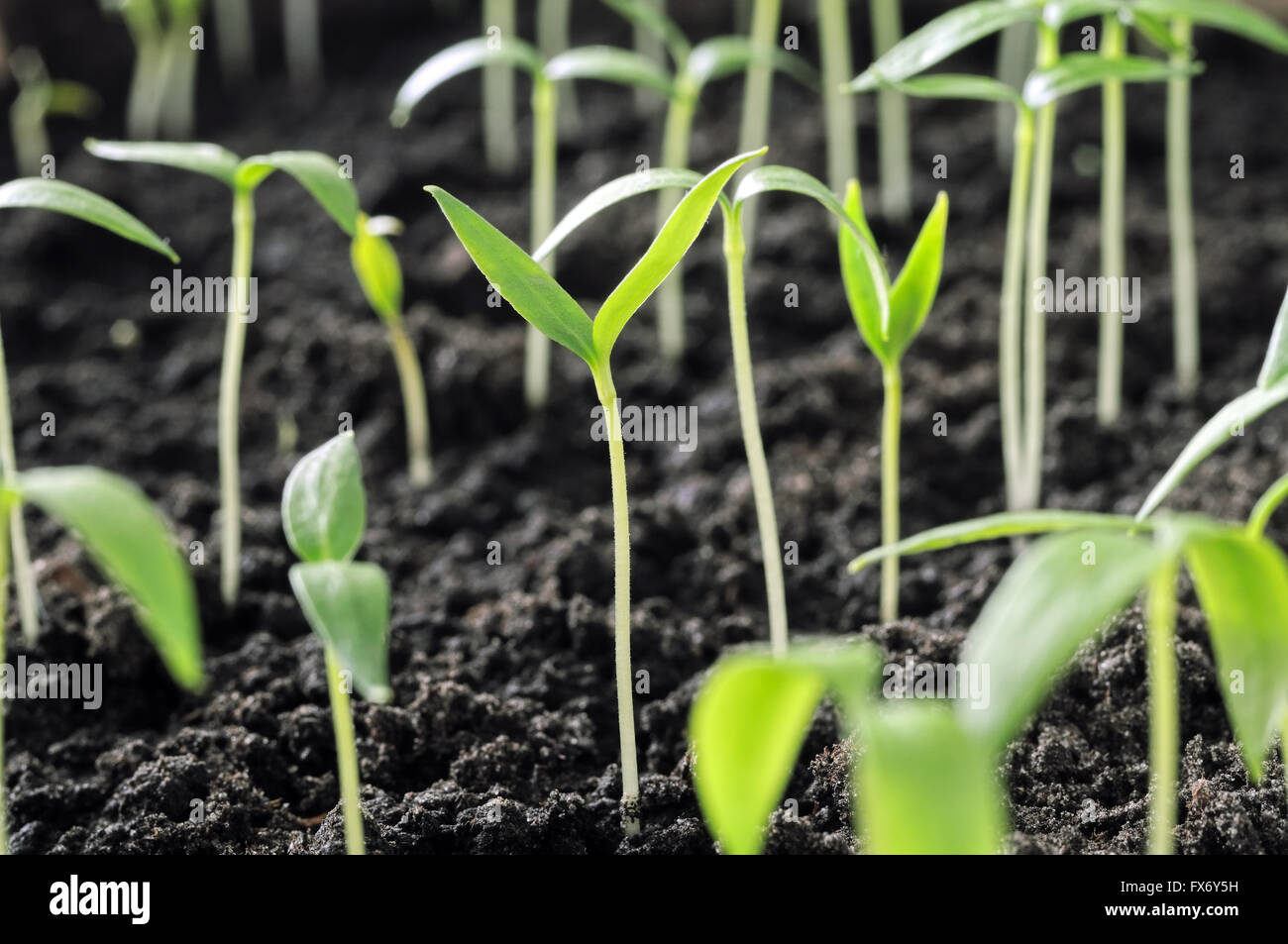 group of the young pepper sprouts Stock Photo - Alamy