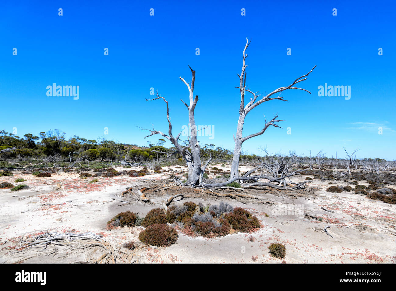 Soil and Vegetation damaged by the rise of salinity, Hyden, Western ...