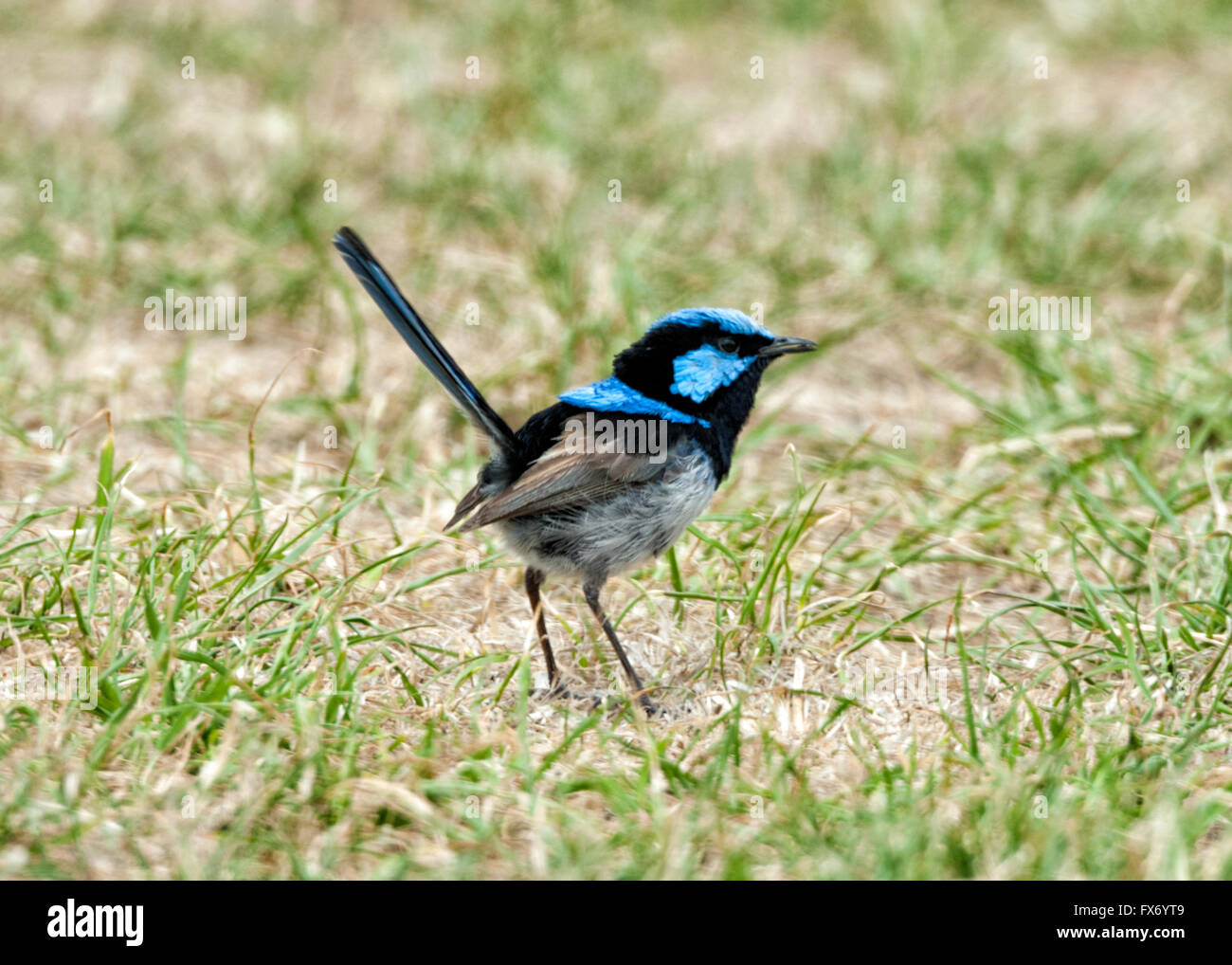 Male Superb Fairywren (Malurus cyaneus) in Breeding Plumage, near Rocky ...