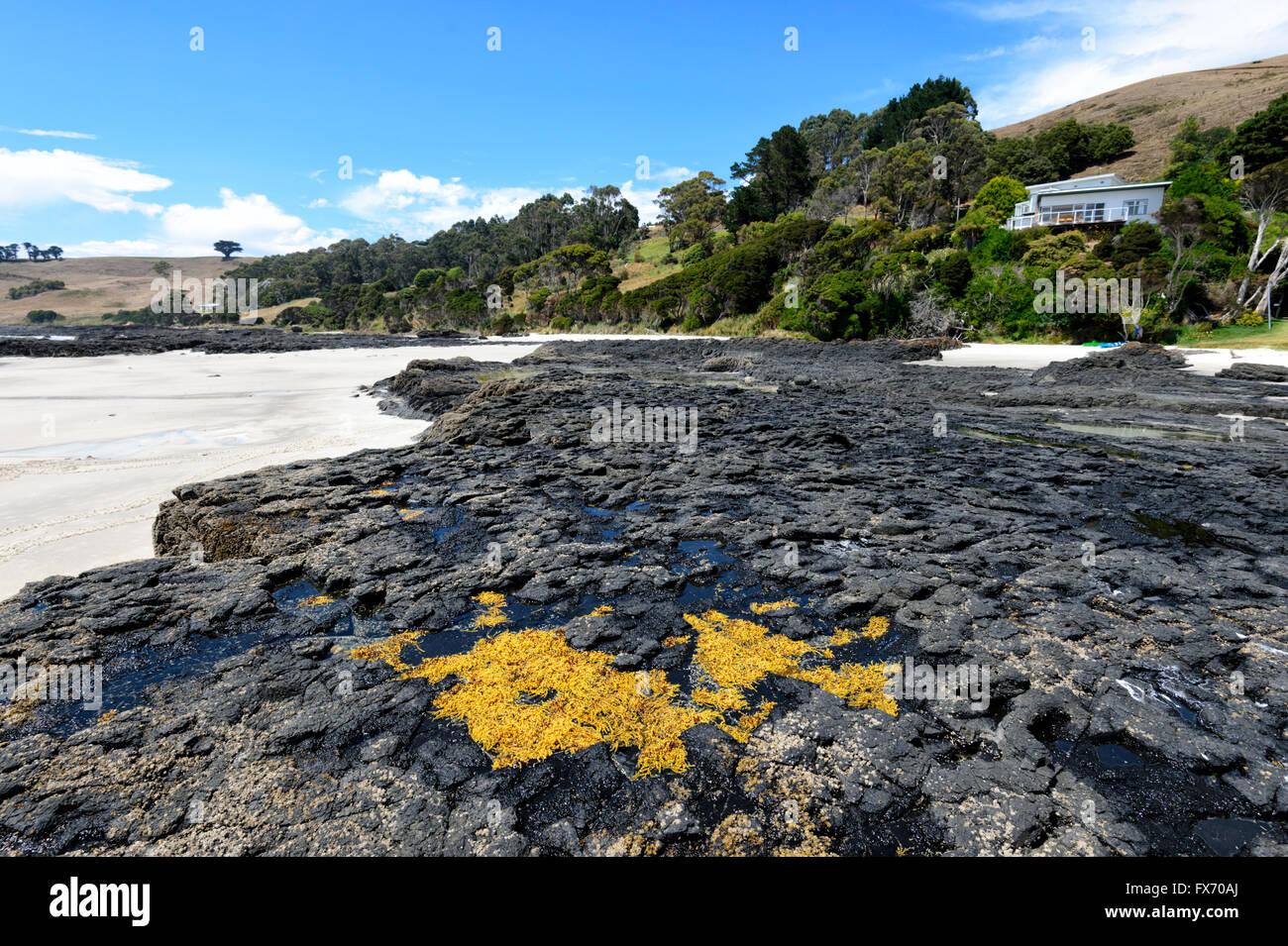 Algae on rocks hi-res stock photography and images - Alamy