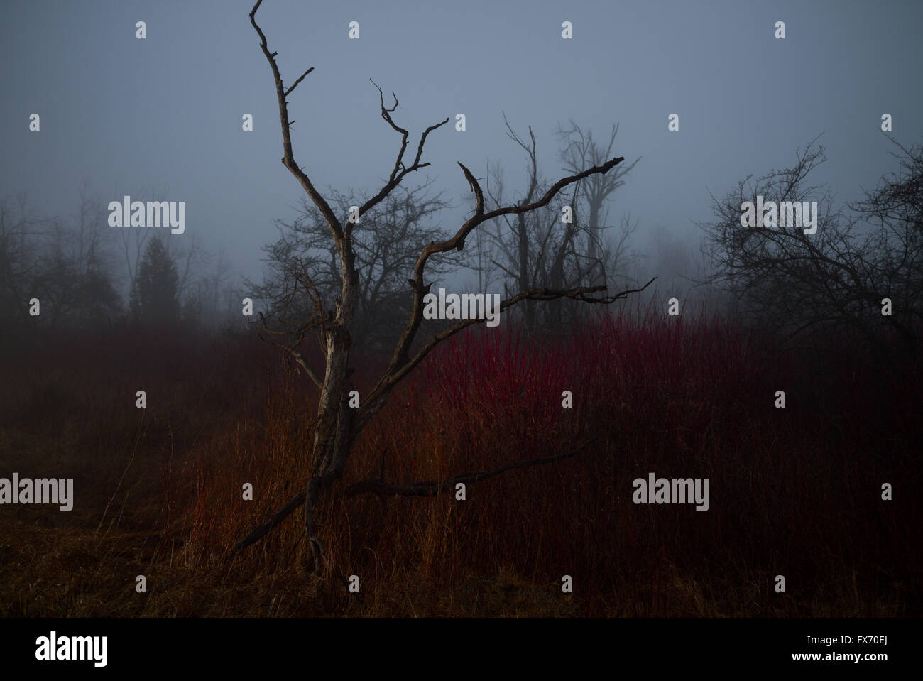 Eerie tree hi-res stock photography and images - Alamy