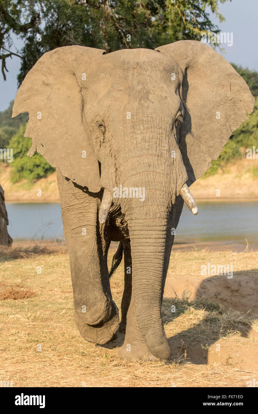 Elephant in front of river hi-res stock photography and images - Alamy