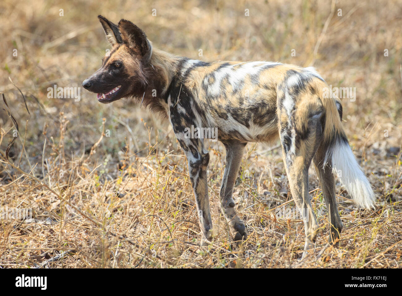 Where Does A Bush Dog Live