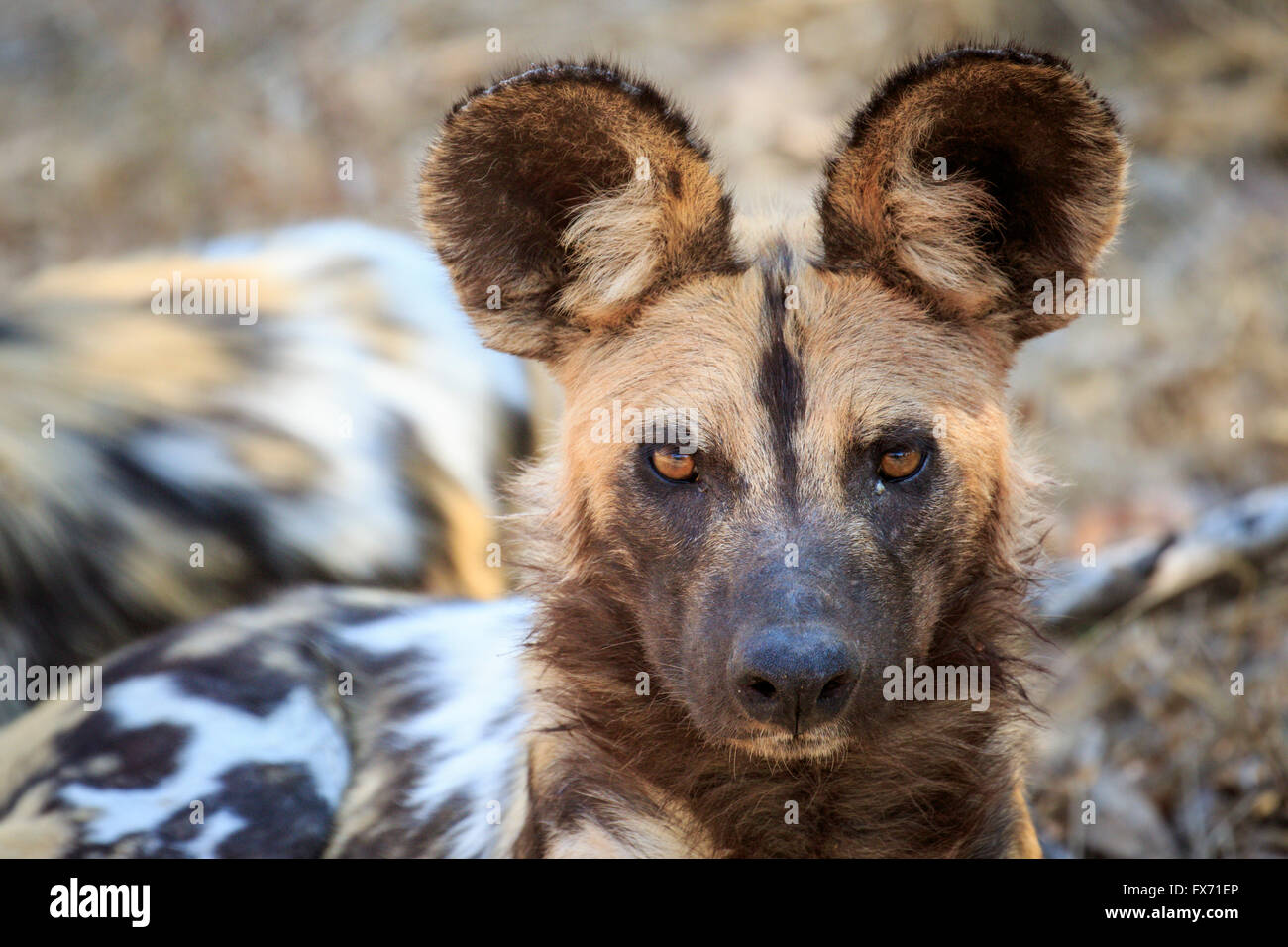 African wild dog (Lycaon pictus), portrait, South Luangwa National Park ...