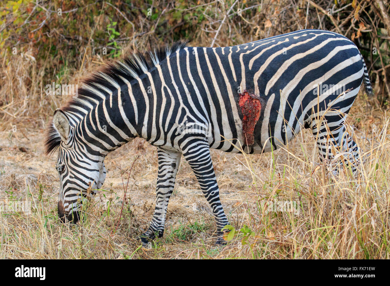 Crawshays zebra hi-res stock photography and images - Alamy