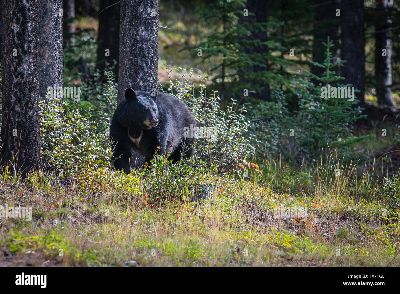 American Black Bear (Ursus americanus), Banff National Park, Canadian ...
