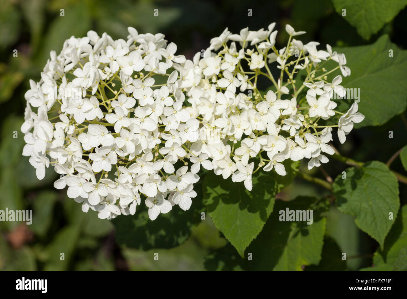 Hills-of-snow hydrangea (Hydrangea arborescens), North Rhine-Westphalia ...