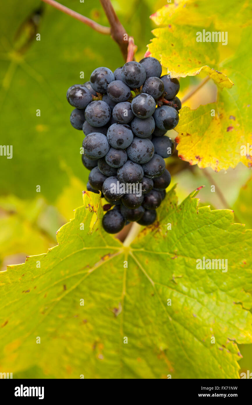 Ripe blue grapes (Vitis sp.) on vine, Rhine Gorge, Hesse, Germany Stock ...