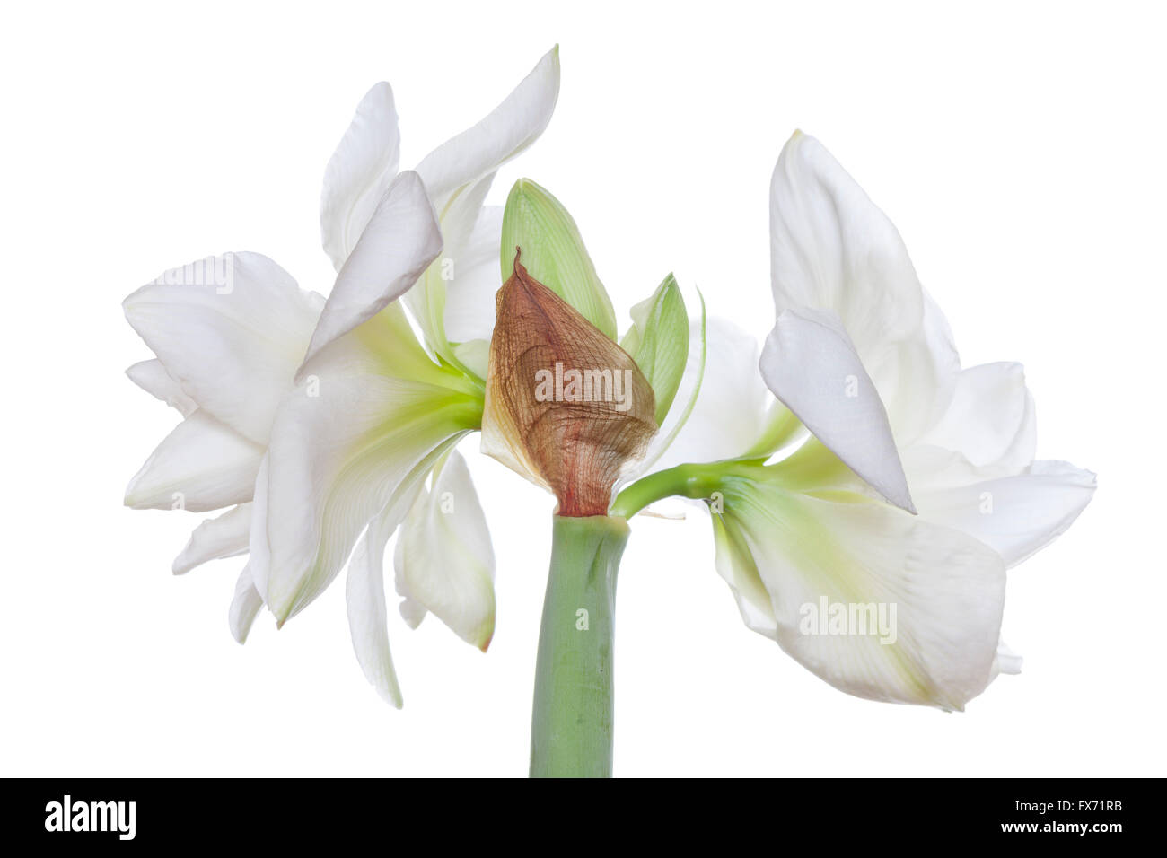 Amaryllis (Hippeastrum sp.), white flowers Stock Photo - Alamy