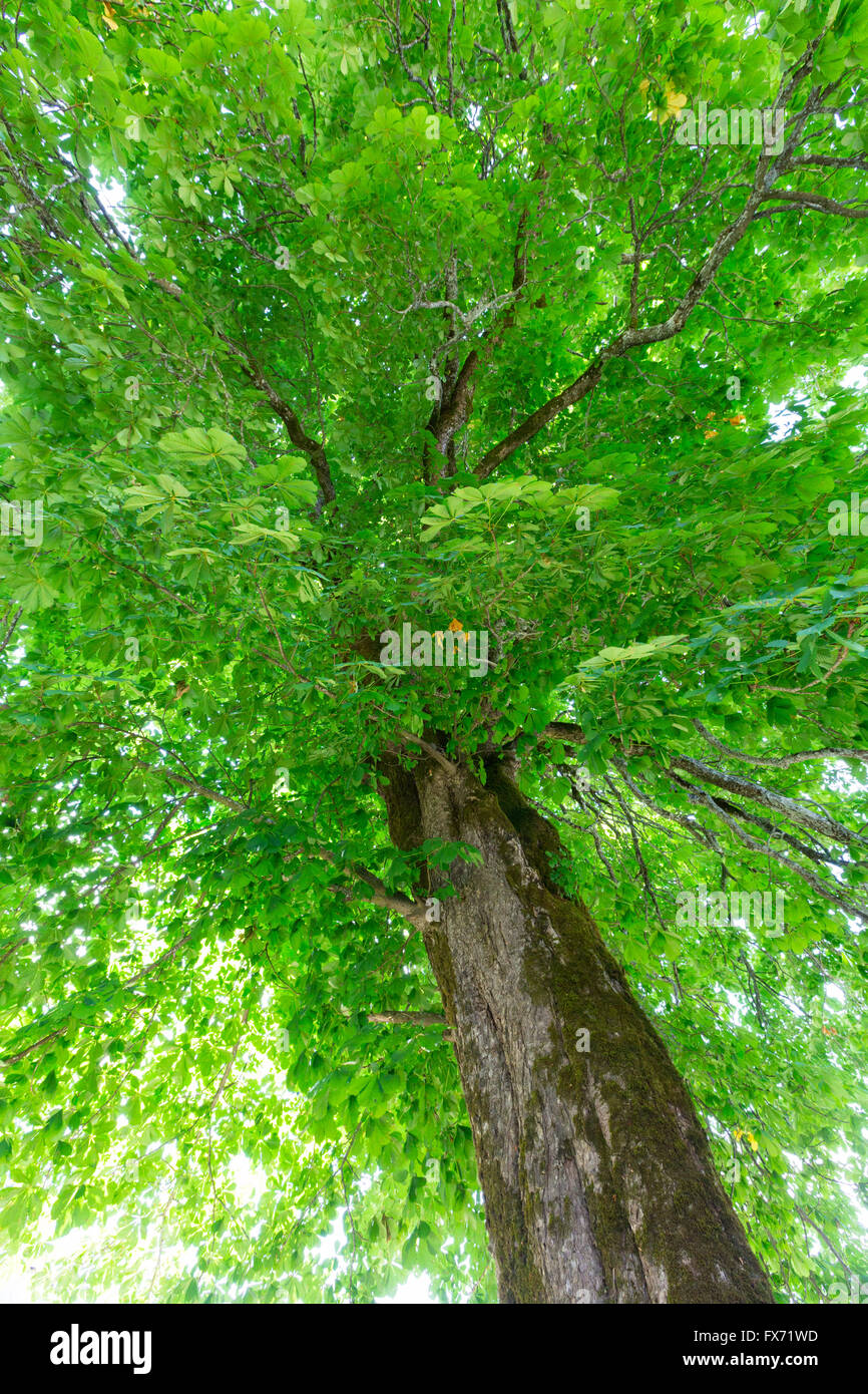 Chestnut tree (Castanea sp Stock Photo - Alamy