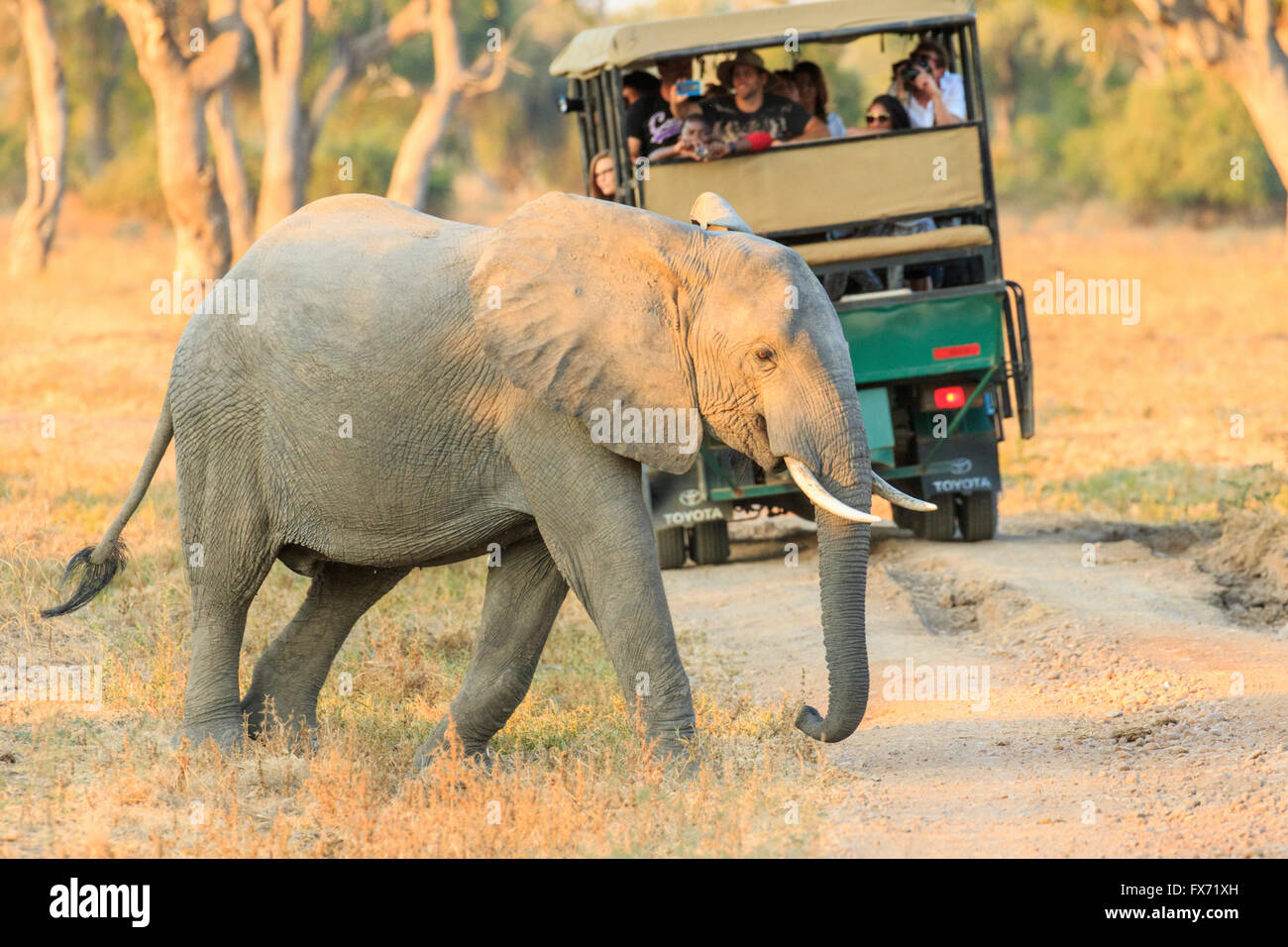 Safari vehicle in front elephant hi-res stock photography and images ...