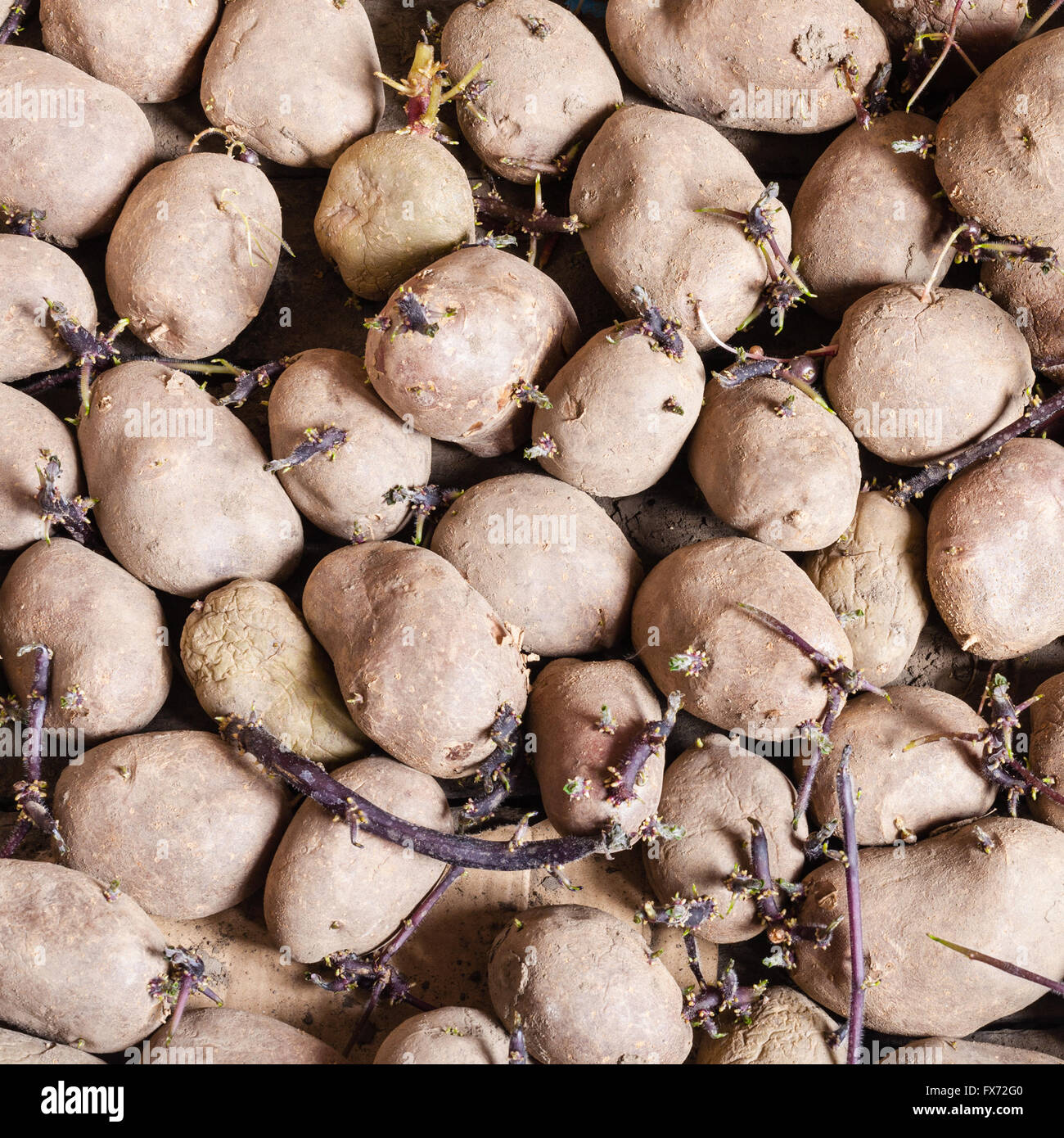 natural food background - many organic seed potatoes Stock Photo - Alamy