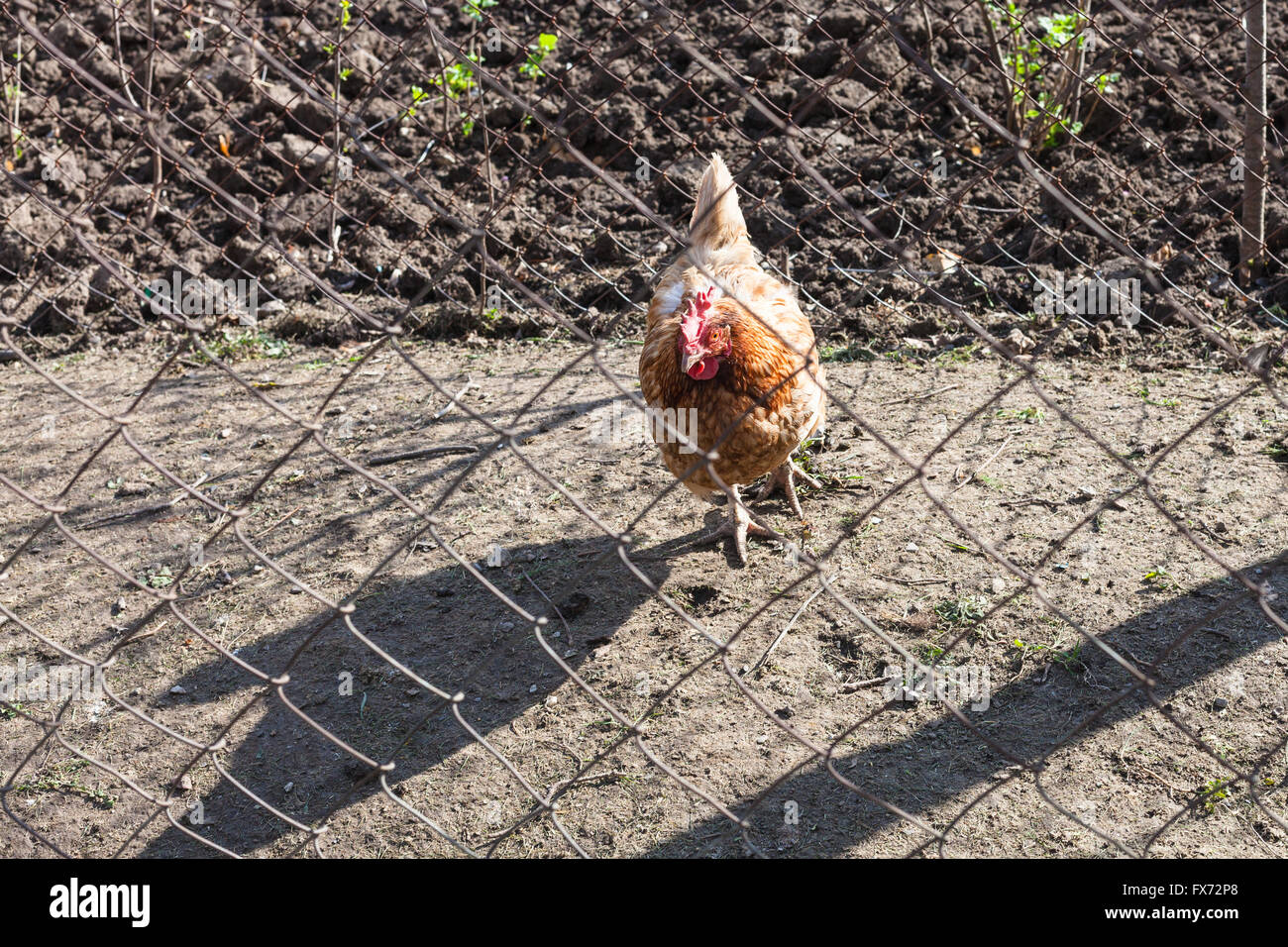 Chicken behind fence hi-res stock photography and images - Alamy