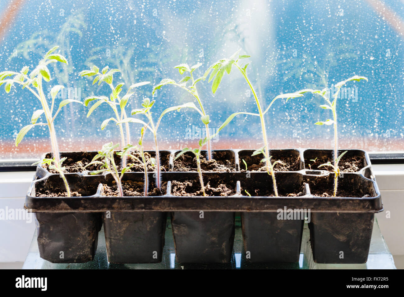 Sprouts grow window hi-res stock photography and images - Alamy