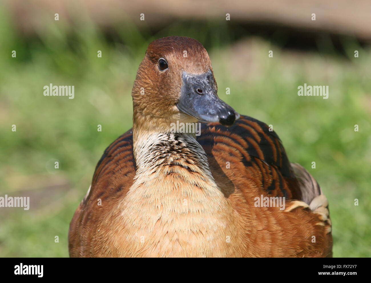African yellow bill duck hi-res stock photography and images - Alamy