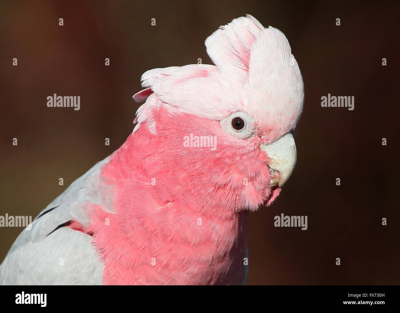 Rose west mugshot hi-res stock photography and images - Alamy