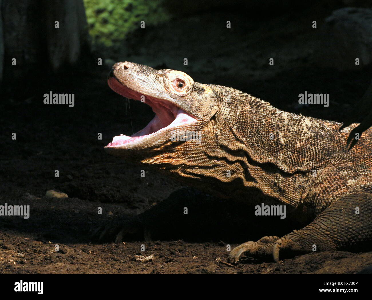 Komodo waran hi-res stock photography and images - Alamy