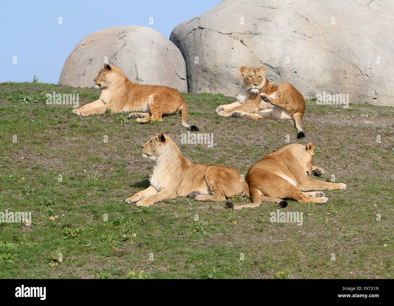 Group of lions hunting hi-res stock photography and images - Alamy